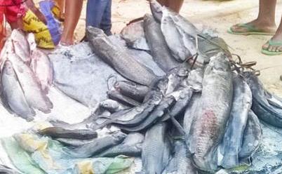 Kanga : poisson du Nyong - KalaraNet Magazine